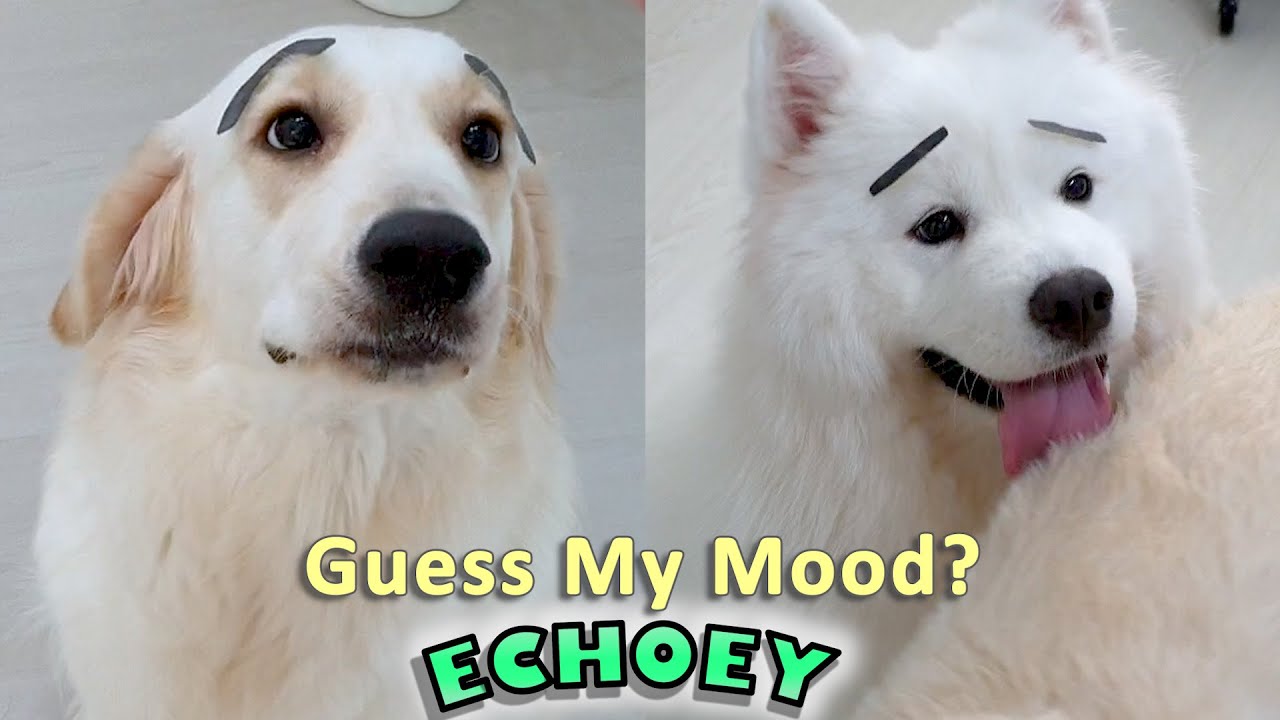My Dog Express Their Emotions With Eyebrow! - YouTube