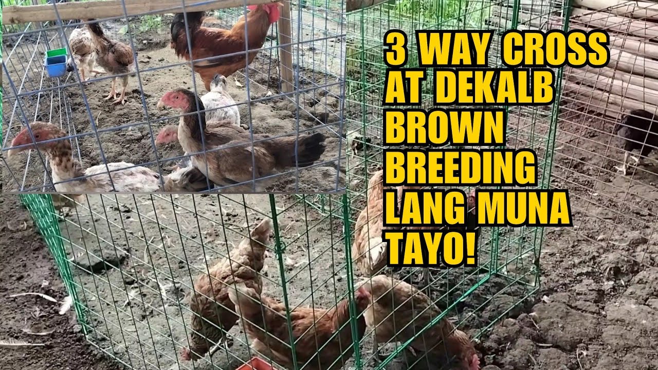 3 WAY CROSS AT DEKALB BROWN BREEDING LANG MUNA TAYO! - YouTube