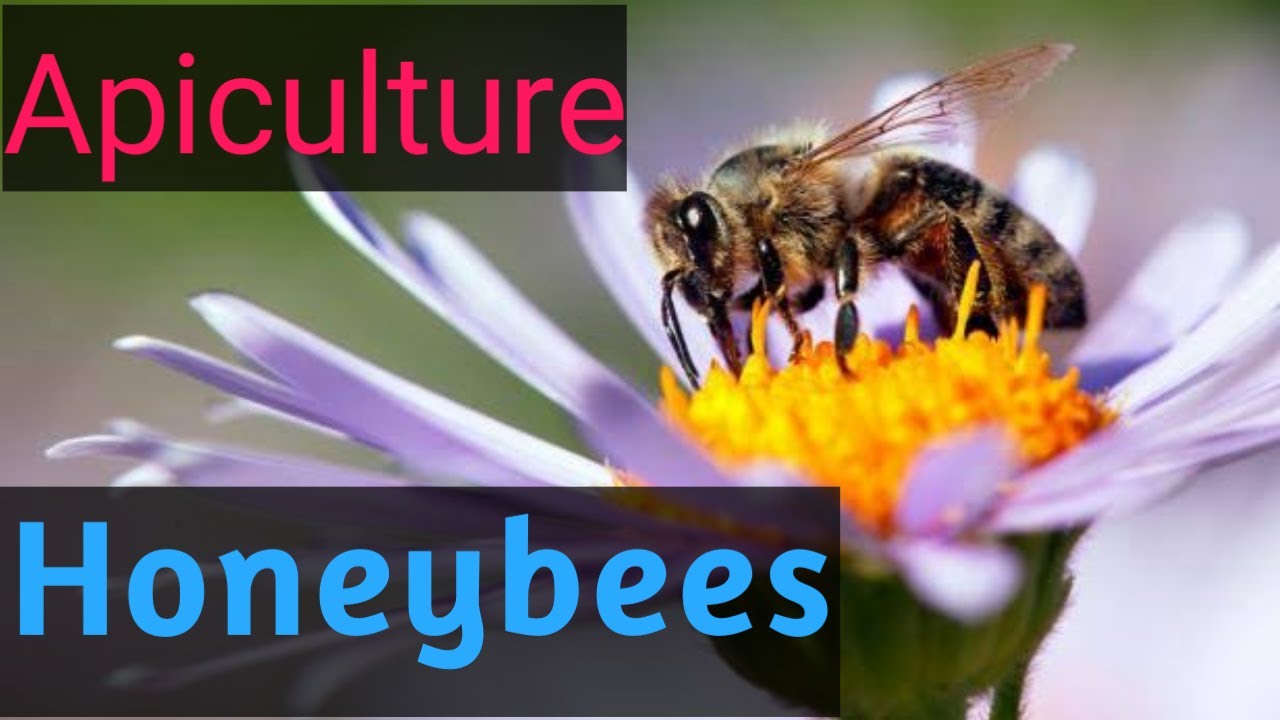 Beekeeping farming || Apiculture - YouTube