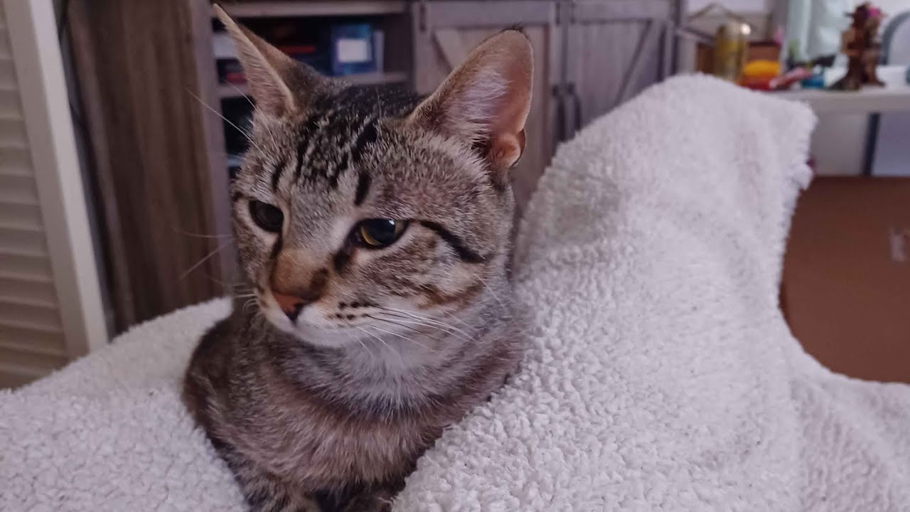 Kiki's Meow - YouTube