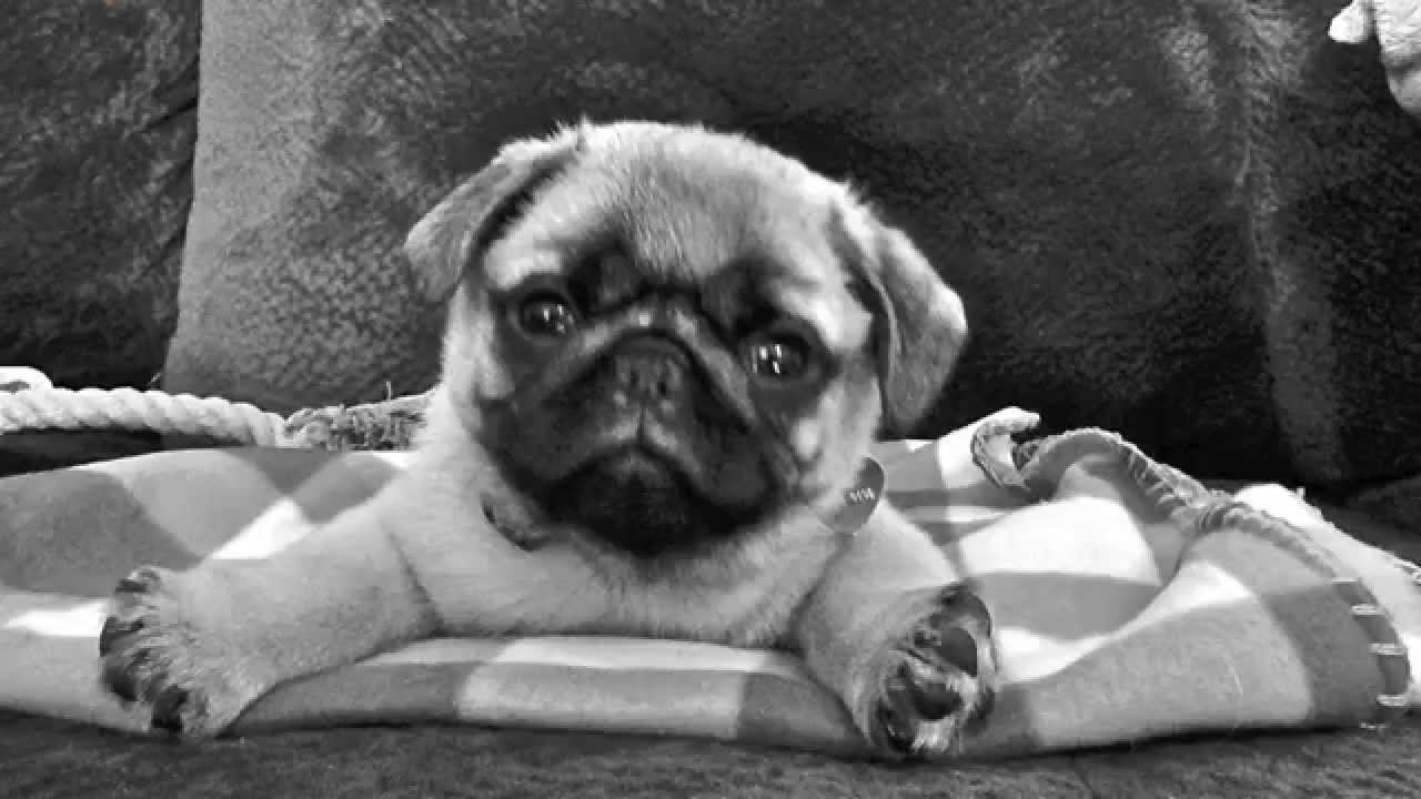 Ernie the pug theme song - YouTube