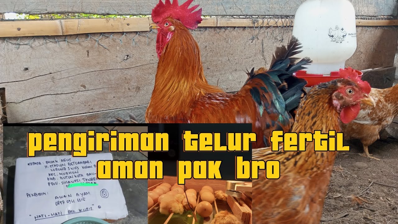 Ayam kampung merawang paling Joss..!! kita readykan telur tetas dan ...