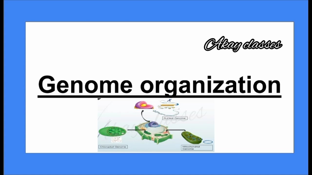 Genome organization | Mitochondrial Genome | Chloroplast genome || Cell ...