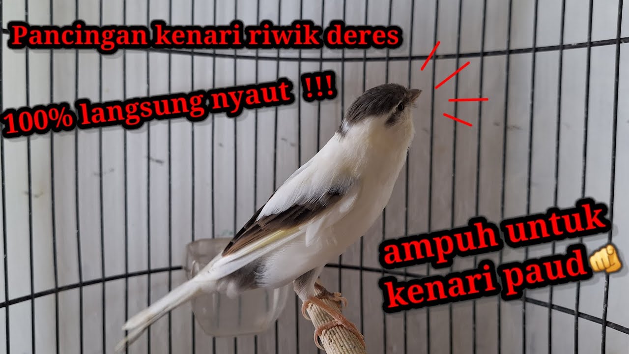 Pancingan riwikan kenari paud // masteran kenari riwik kasar biar cepat ...