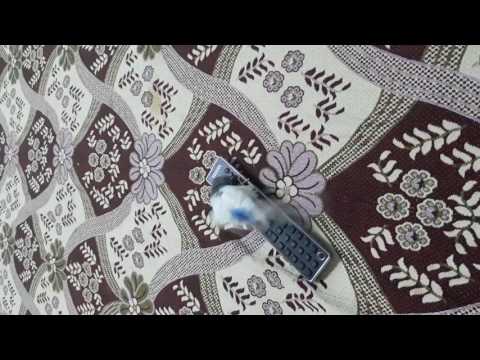 Kumandaya tecavüz eden kuş