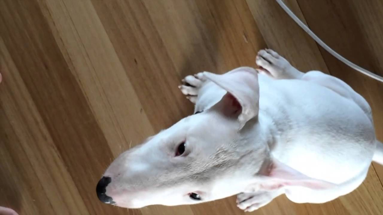 Ja Ja Binks at Home - YouTube