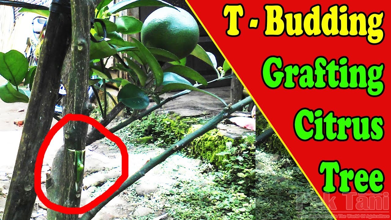 Grafting Citrus Trees T Budding On Citrus by Grafting Examples - YouTube