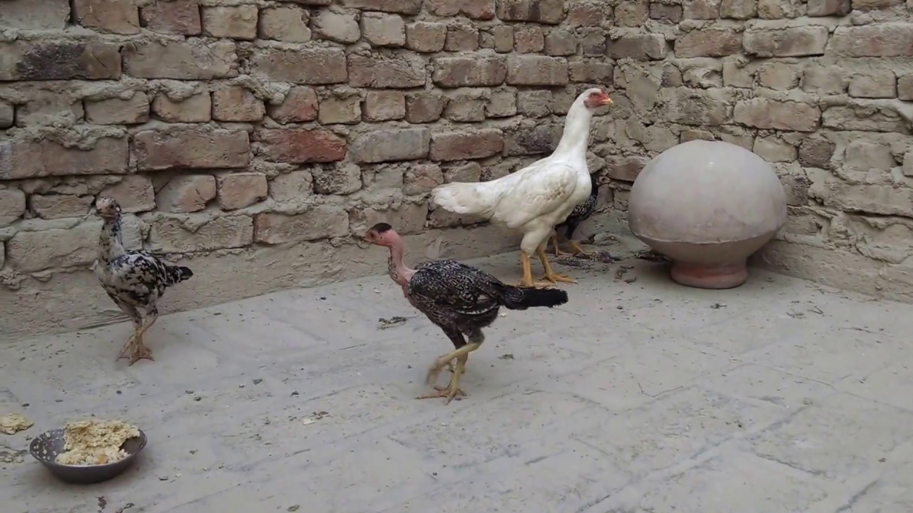 Aseel (Asil) Hen With 2 Month 18 Days Old Chicks (Breed-1) - YouTube