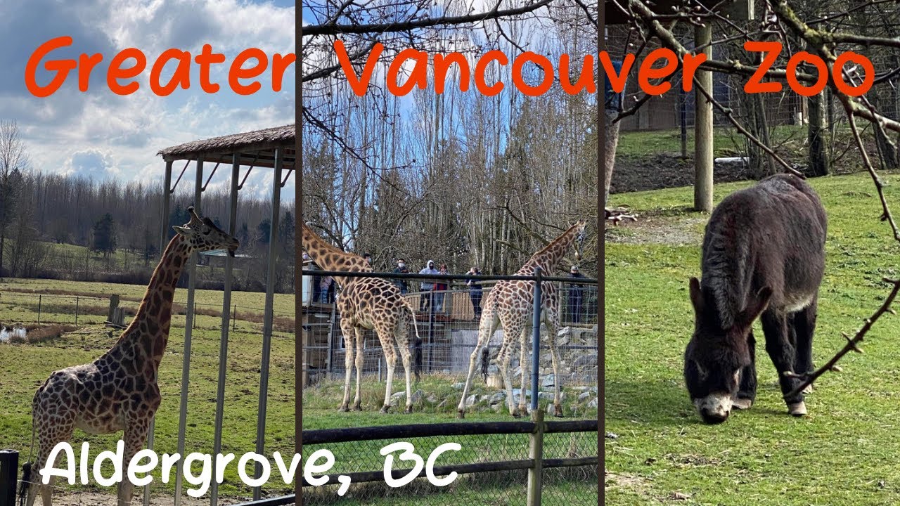 Greater Vancouver Zoo, Aldergrove, BC (Spring Break 2O21)#zoo #animals ...