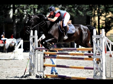 R I P Navaro !! Un cheval partit bien trop tot... - YouTube