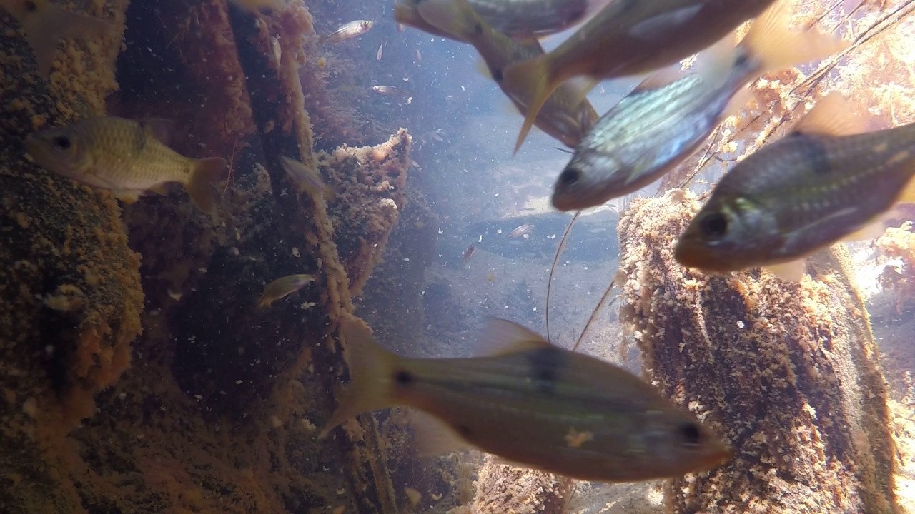 Barbodes Banksi - YouTube