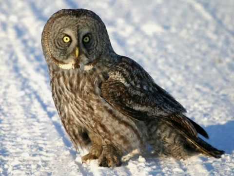 I'm the Provincial Bird Emblem of Manitoba - YouTube
