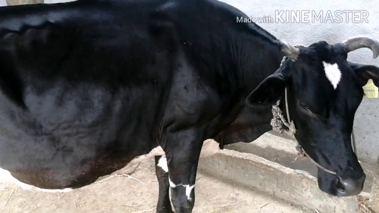 Hf Cross cow 5 months pregnant available at Bhai cattle farms - YouTube