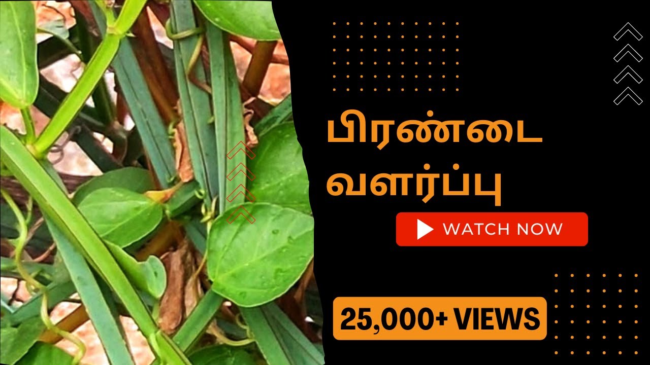 மிகவும் எளிதாக பிரண்டை செடி வளர்ப்பது எப்படி? How to grow Veldt grape ...