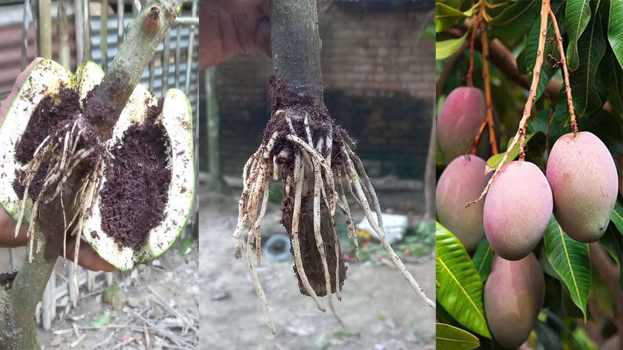 How to propagate mango tree from Branch with papaya || grow mango tree ...