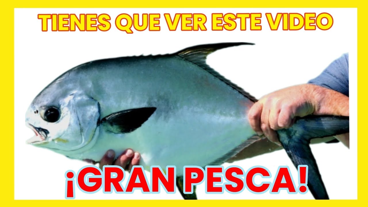 Palometa, japuta, zapatero ,canal castañet ,pampano - YouTube