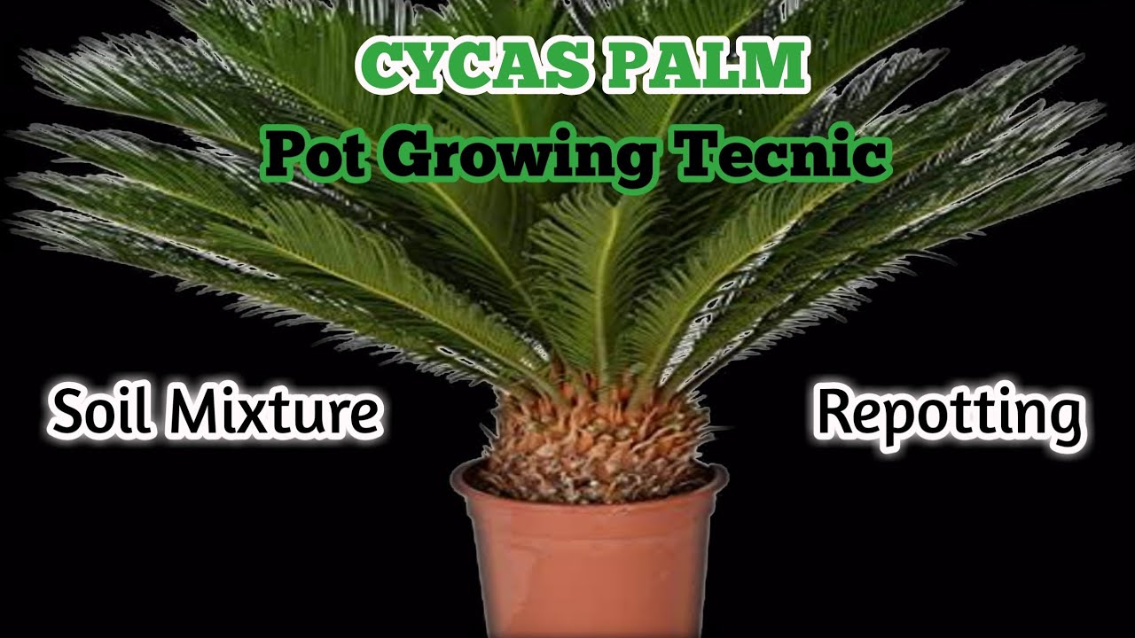 How To Repot Cycas Palm In A Best Potting Mix For Better Growth - YouTube