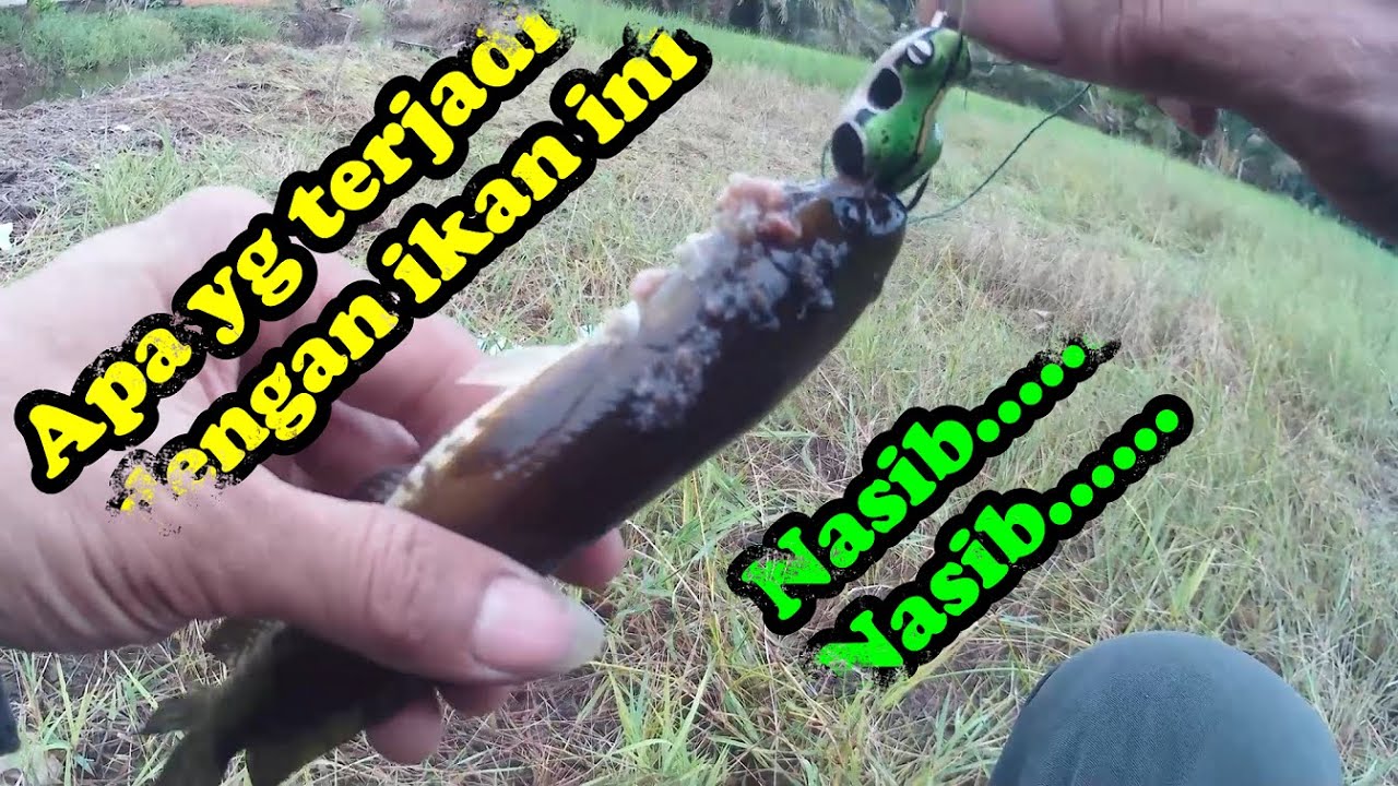 Spot parit rumah warga ,menyusuri parit sekitar rumah warga - YouTube