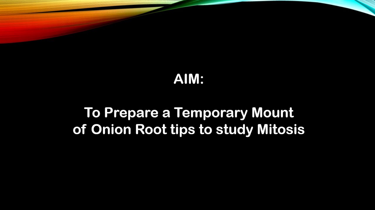 To Prepare a Temporary Mount of Onion Root tips to study Mitosis - YouTube