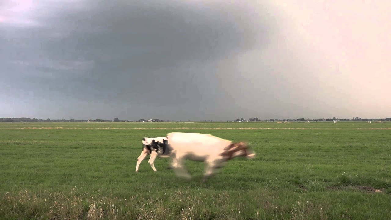 cows afraid of thunder - YouTube