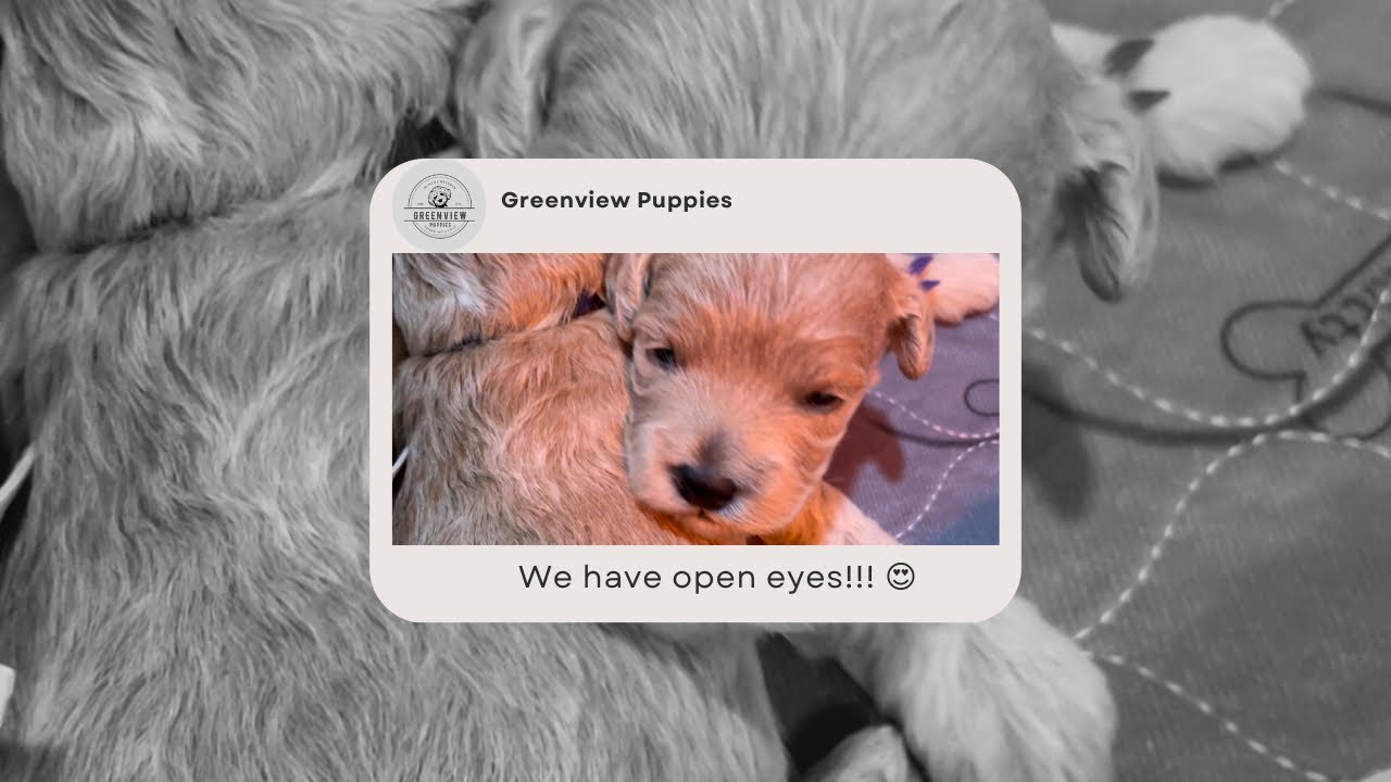 1 week old cockapoo puppies open their eyes! - YouTube