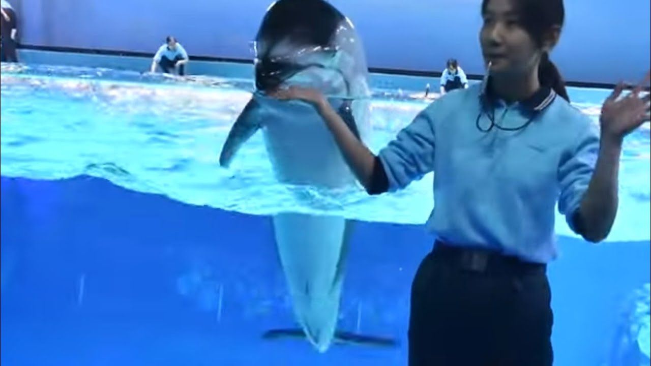 Dolphin Presentation - Chimelong Spaceship - December 6, 2023 - YouTube