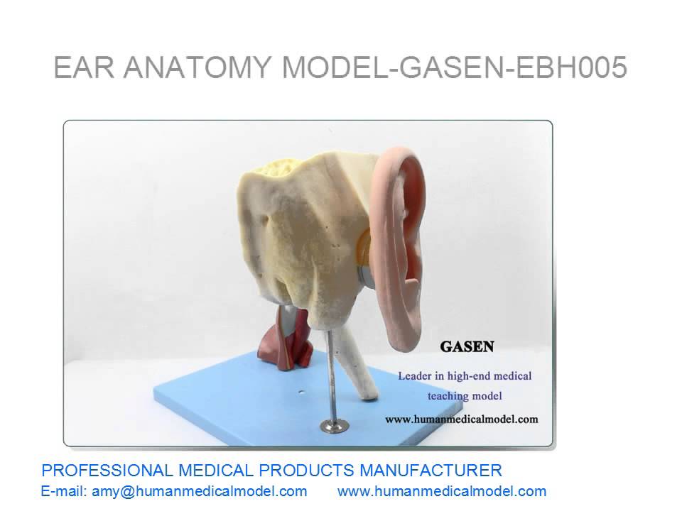 TYMPANUM EARDRUM OSSICLES TEMPORAL BONE ANATOMY MODEL EAR ANATOMY MODEL ...