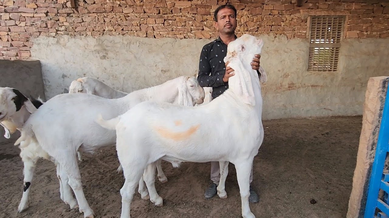 Heavy Big Size 100 Kg Plus Goats At Barkat Bhai Goat Farm Pipad Jodhpur ...
