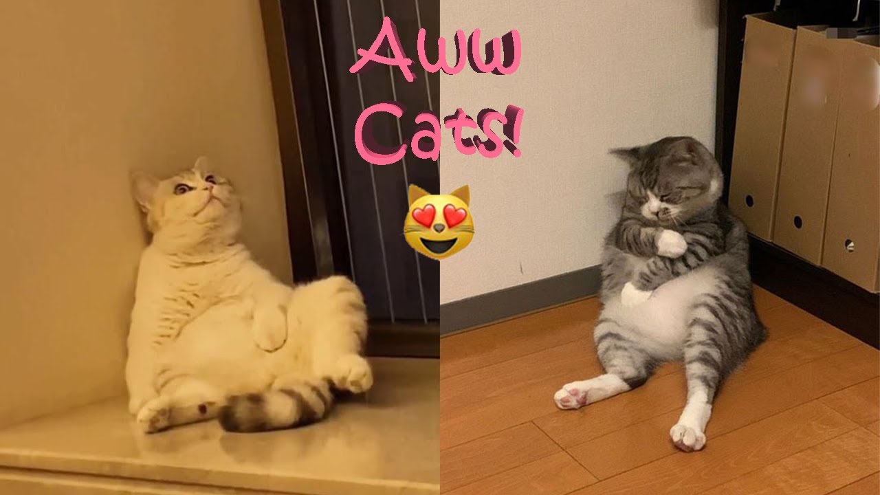 I say Cats, You say Aww😻😻😻Daily Cute Cats! Cute Cats Moments #14 - YouTube