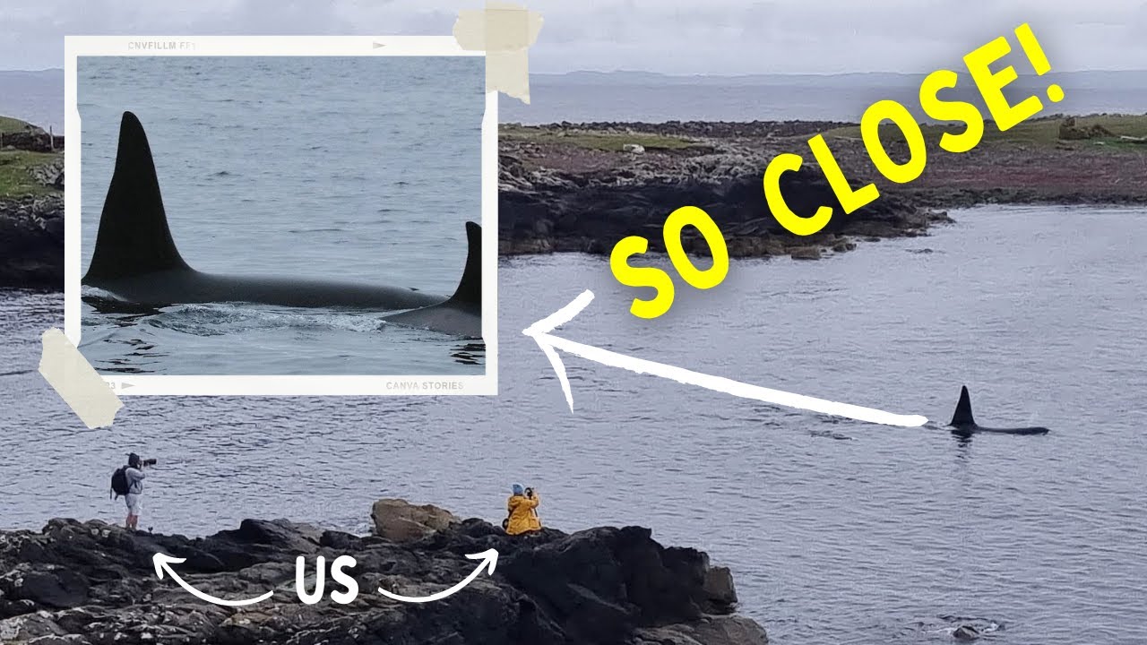 EPIC CLOSE UP ORCA ENCOUNTER in the UK! - YouTube