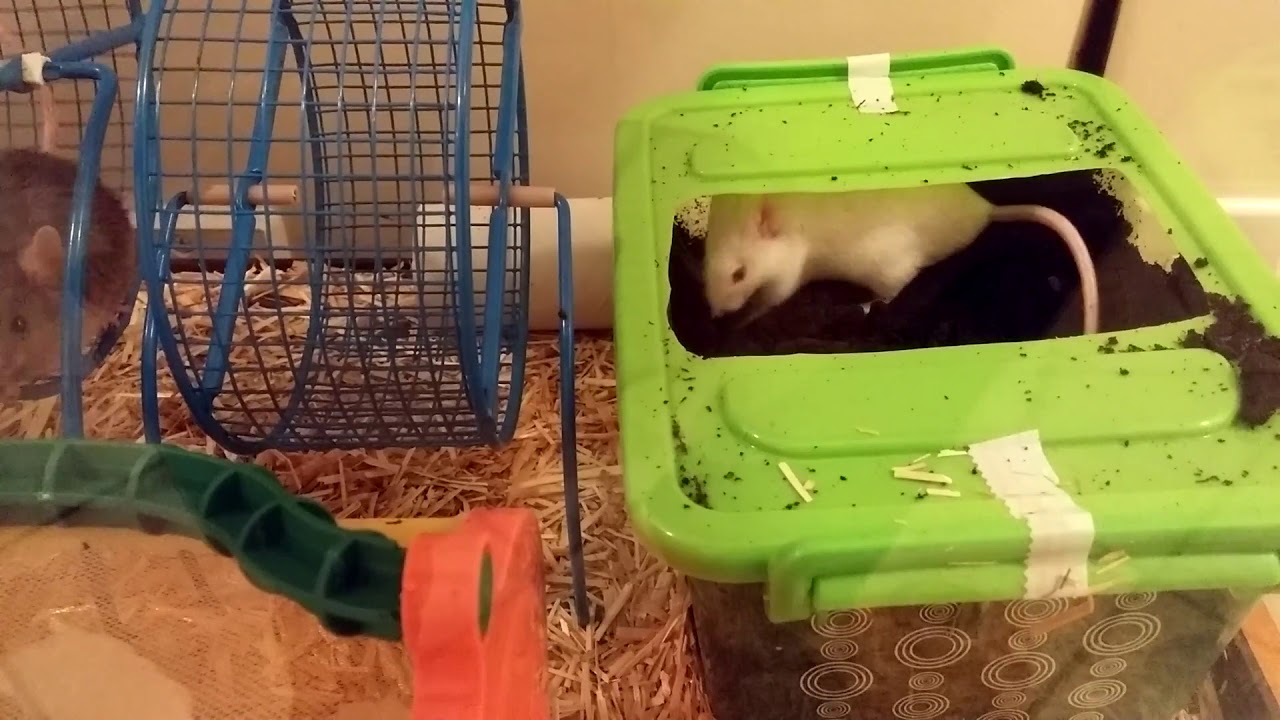 Best Free Mouse Toy - A Plastic Box for Digging In - YouTube