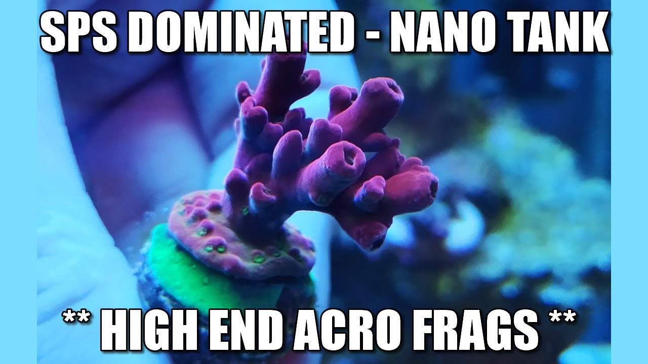 SPS Dominated Nano Tank - 4 Month Update - High End Frags - YouTube