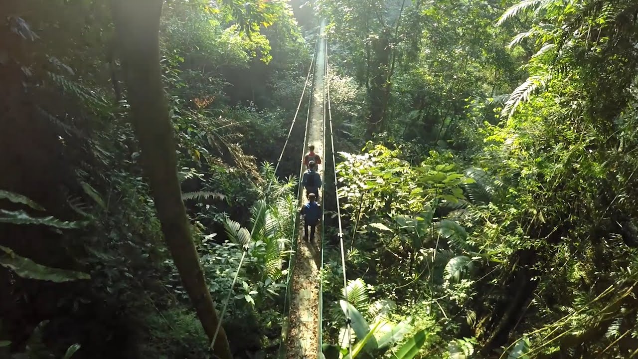 A Trillion Trees - Narrated by Dr. Jane Goodall, DBE - YouTube