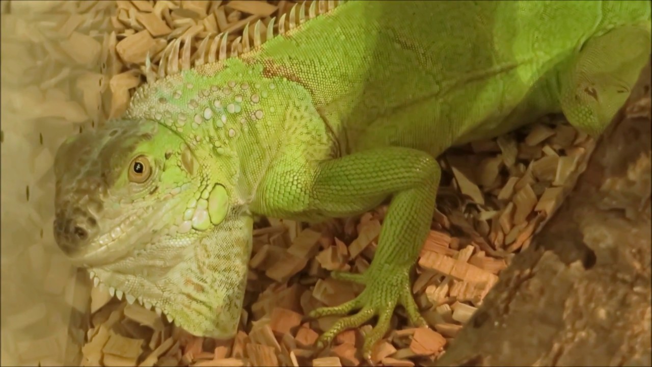 Zeleni legvan (Iguana iguana) - YouTube