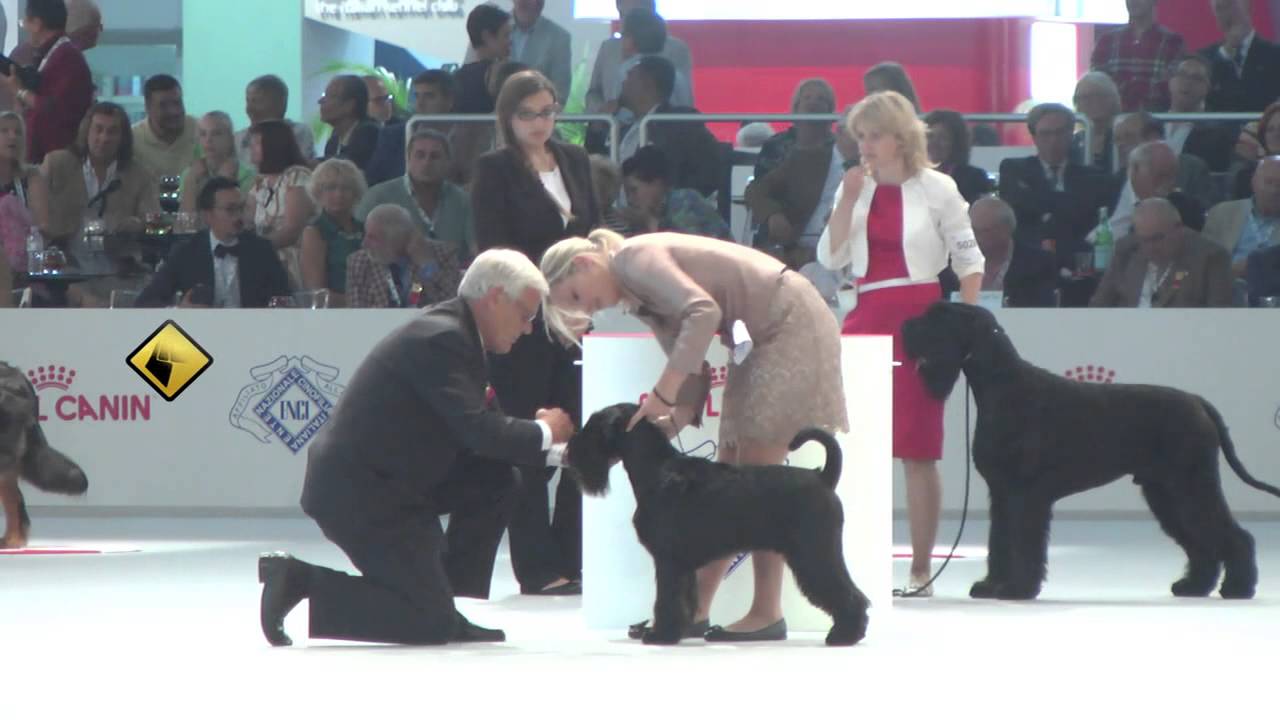 "Perros en acción" World Dog Show Milán 2015 - YouTube