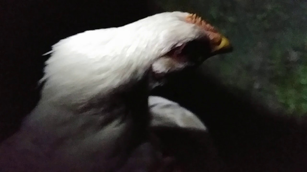 Bad night for chicken FOX attacks - YouTube