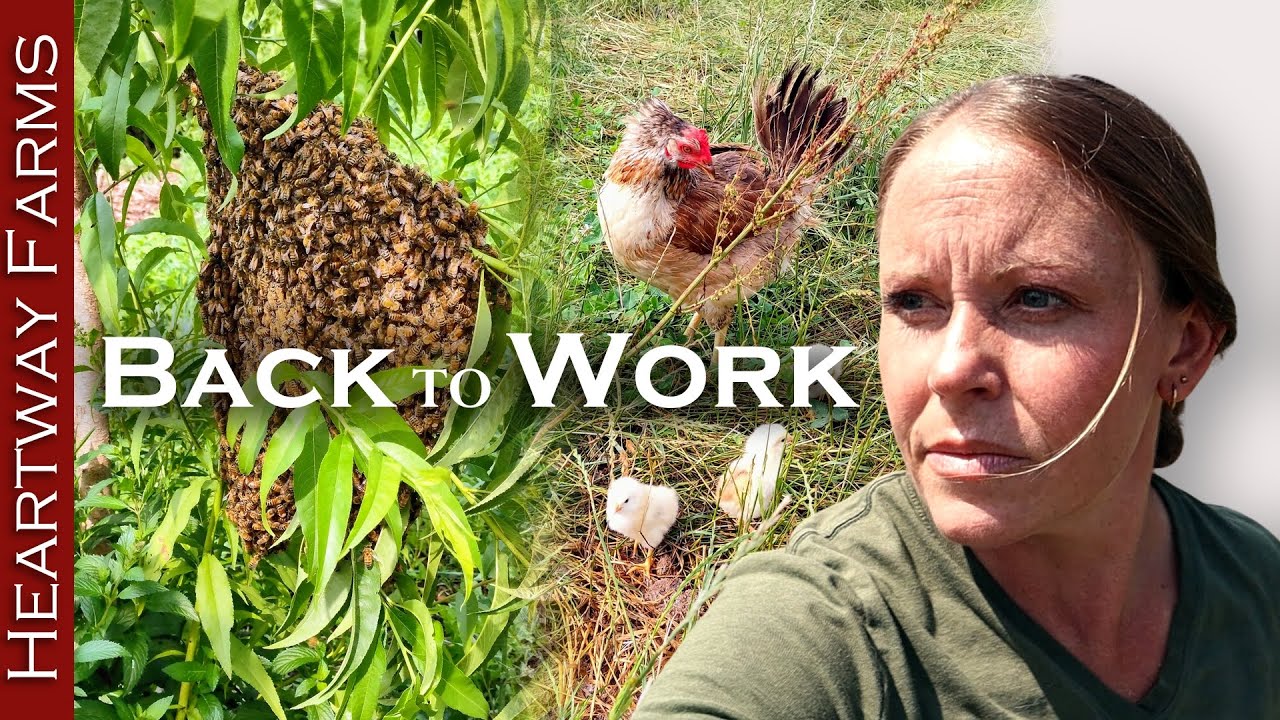 This homestead isn't going to run itself! DITL | Heartway Farms - YouTube