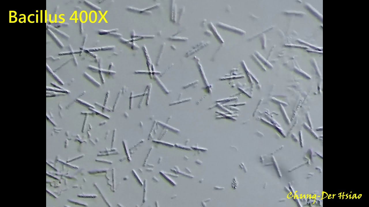 Bacillus 400X - YouTube