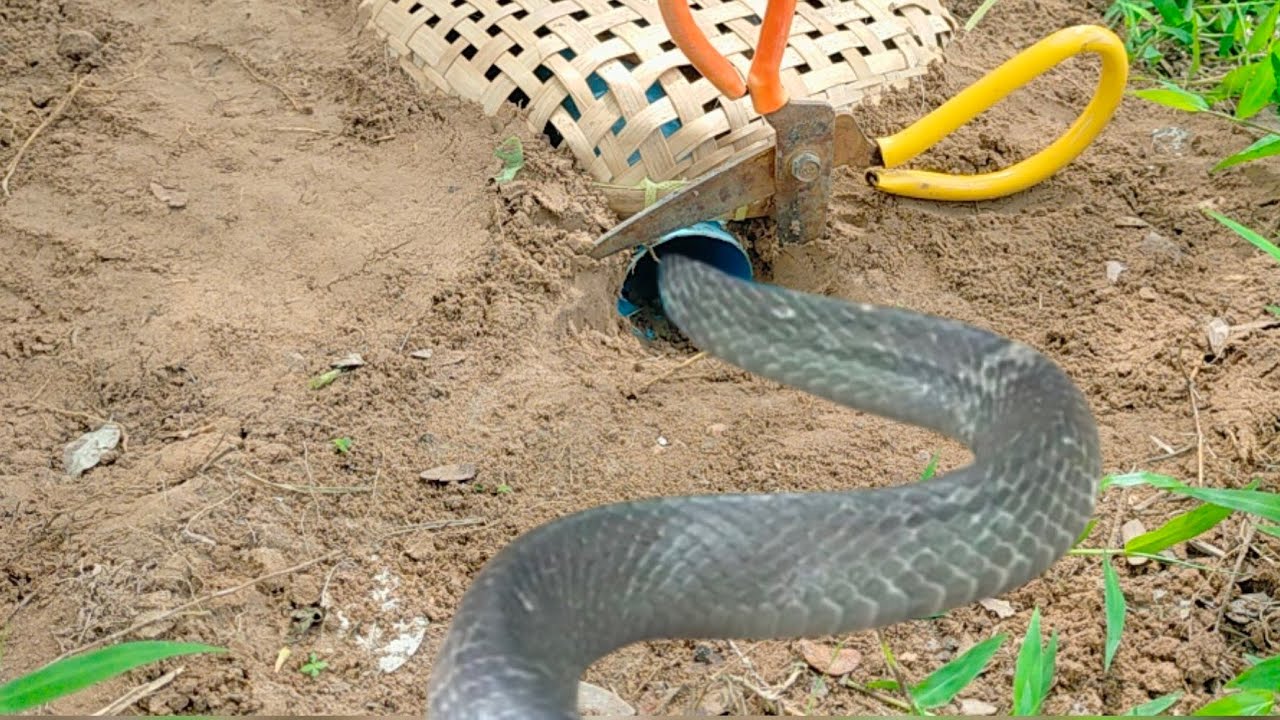 Contemporary traditional snake trap using electric fan and plastic tube ...