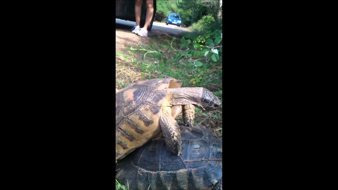 Turtle mating - YouTube