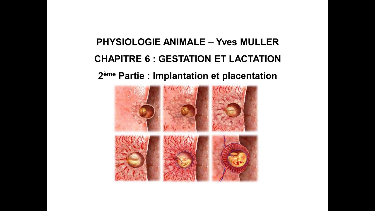 Chapitre 6-2 Implantation et placentation - YouTube