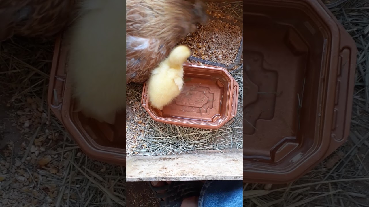 Progress hatching 1 silkie n 1 duck - YouTube
