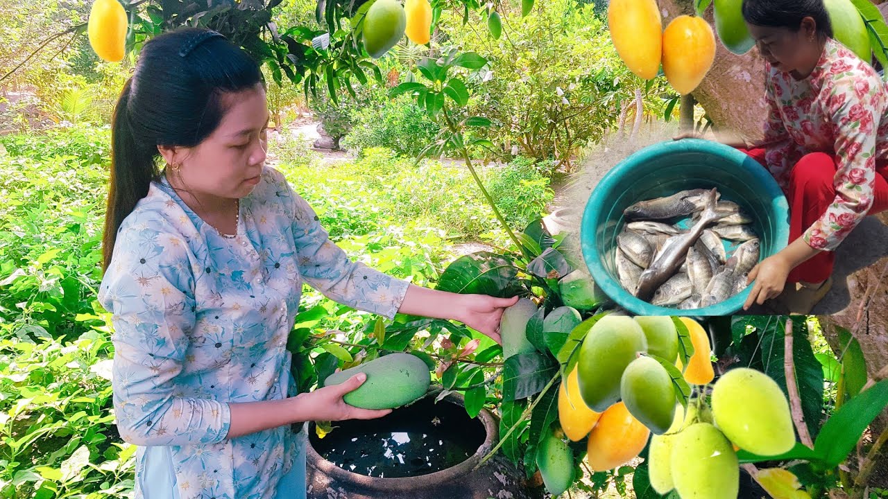 1 day we catch a lot of fish, harvest mangoes and prepare dishes | Ngọc ...