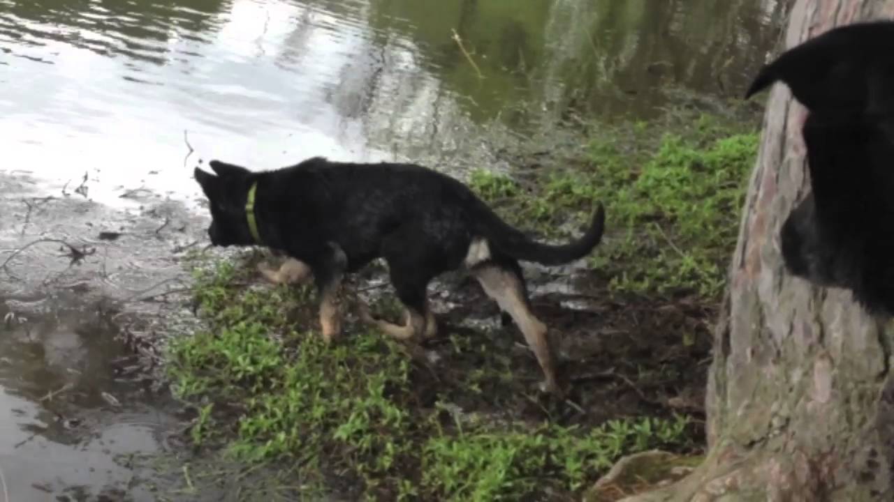 Loki Learns He Can Swim! - YouTube