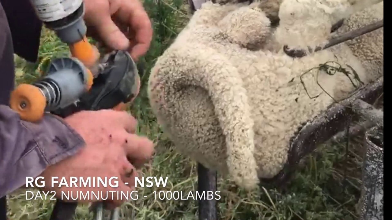 Getting Started With Numnuts - Day 2 of Lamb Marking - YouTube