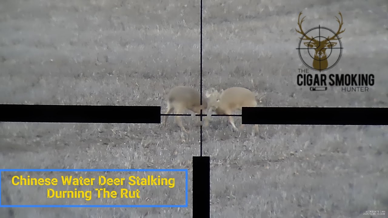 Chinese Water Deer Stalking During The Rut - YouTube