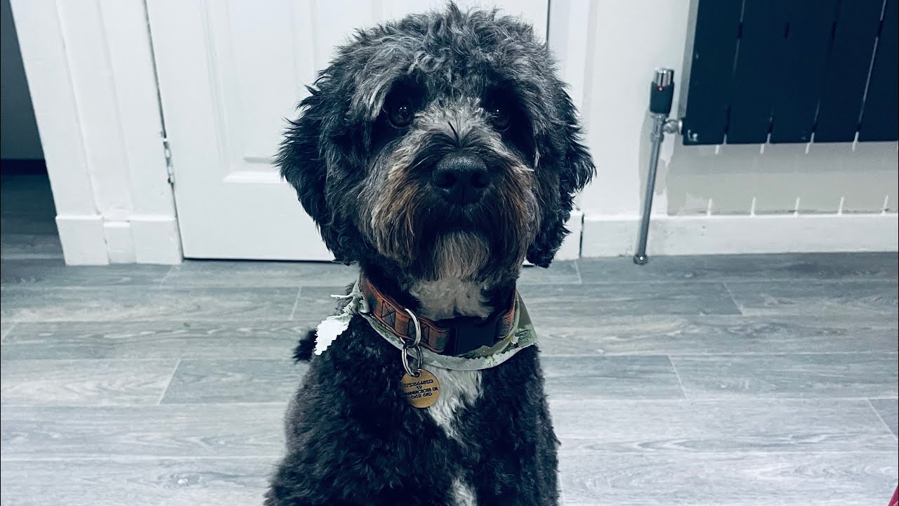 Life as a cockapoo owner : Q&A cockapoo puppy - YouTube