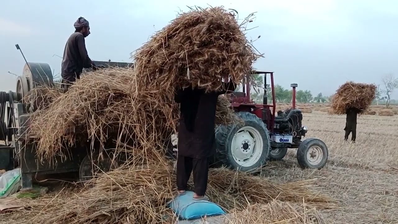 Complete Threshing Process | Old fiat Tractor 🚜 with thresher during ...