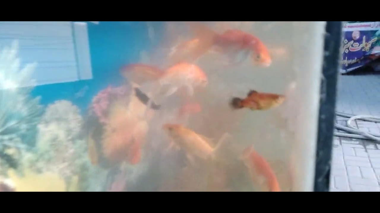 fish - YouTube