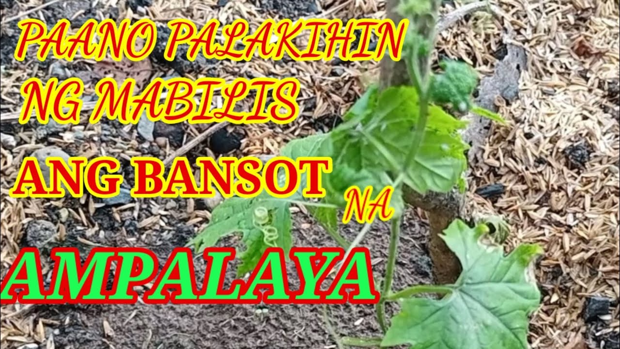 PAANO PALAKIHIN NG MABILIS ANG BANSOT NA AMPALAYA - YouTube